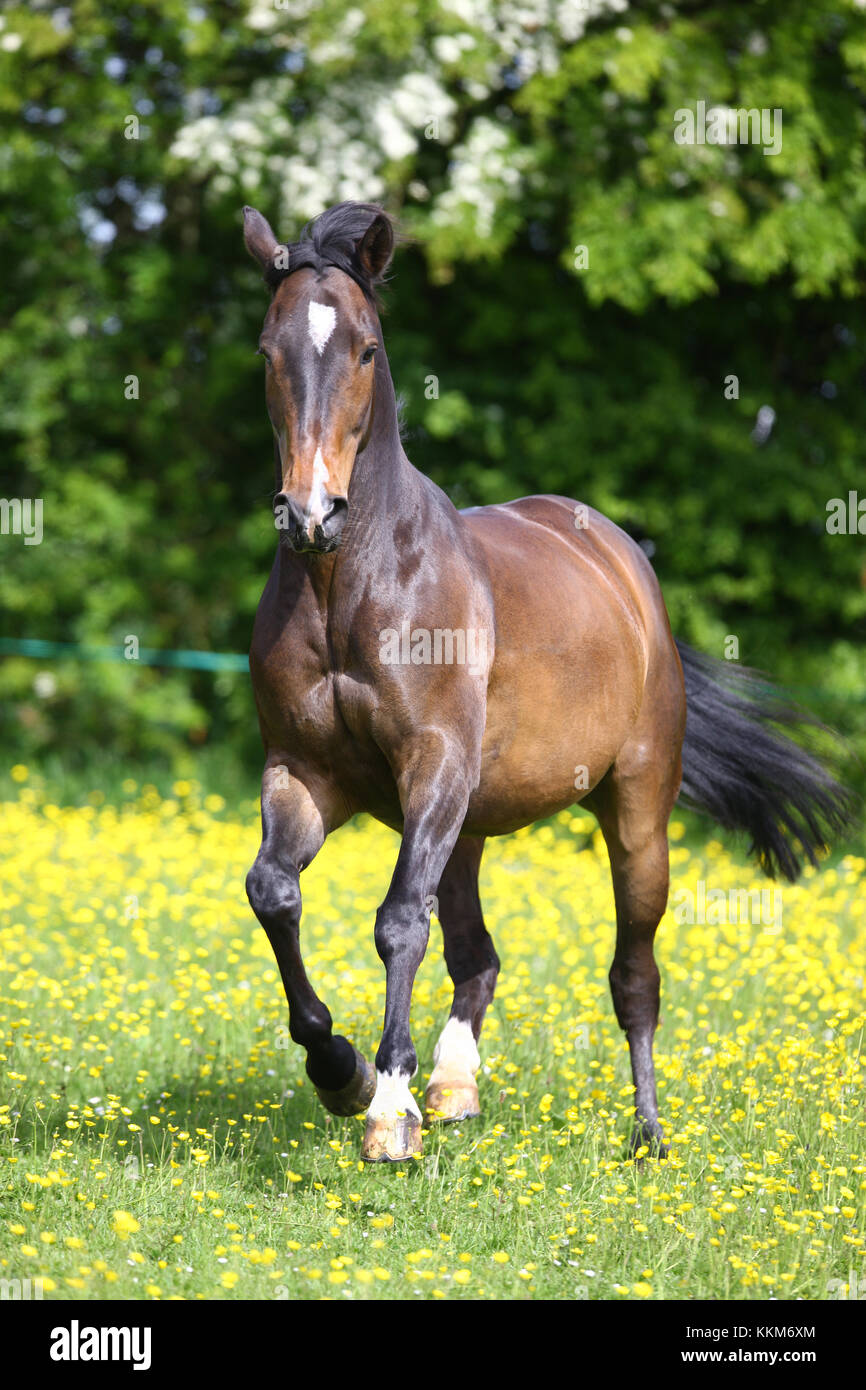 Hanoverian horse portrait hi-res stock photography and images - Alamy