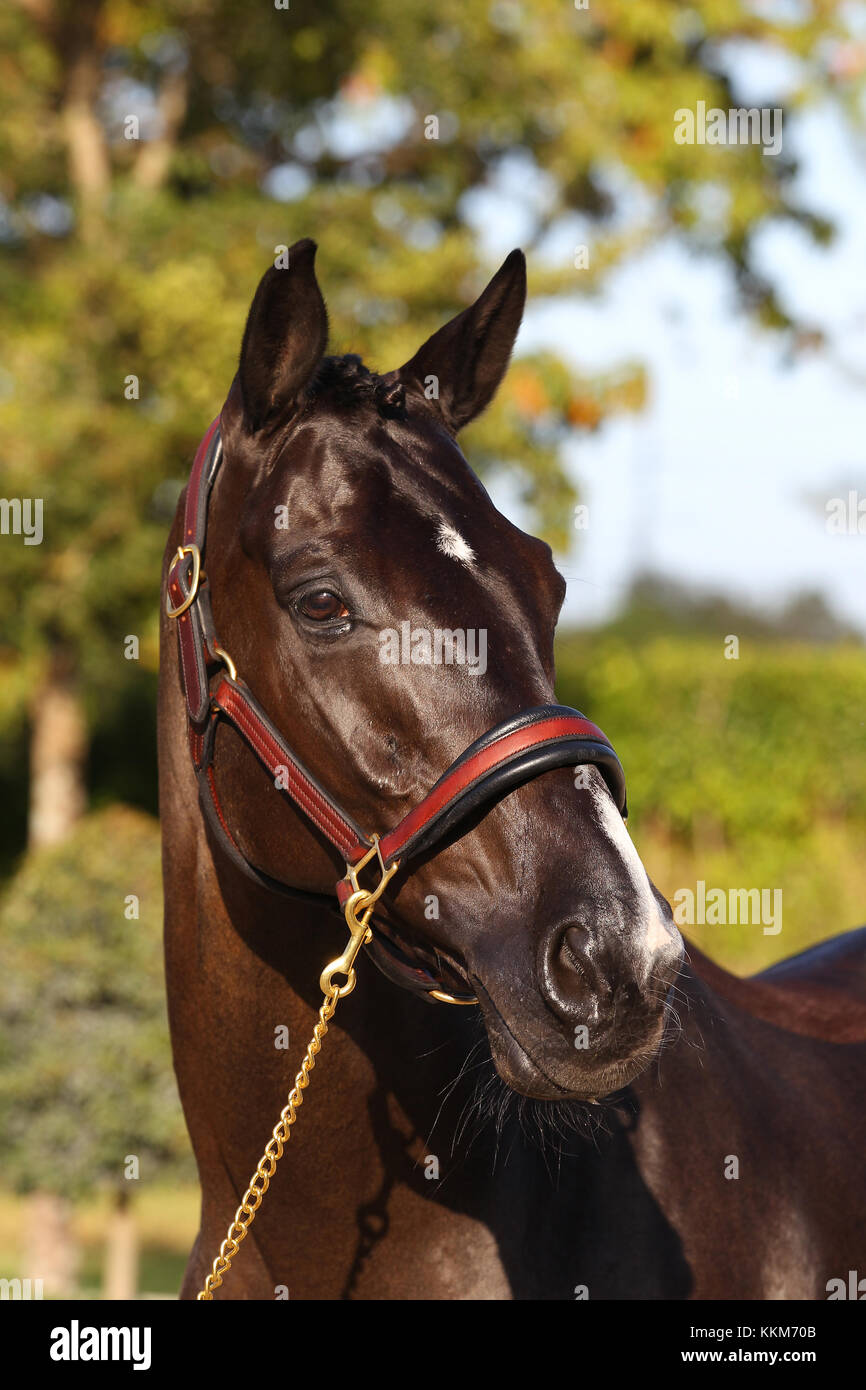 Hanoverian horse portrait hi-res stock photography and images - Alamy