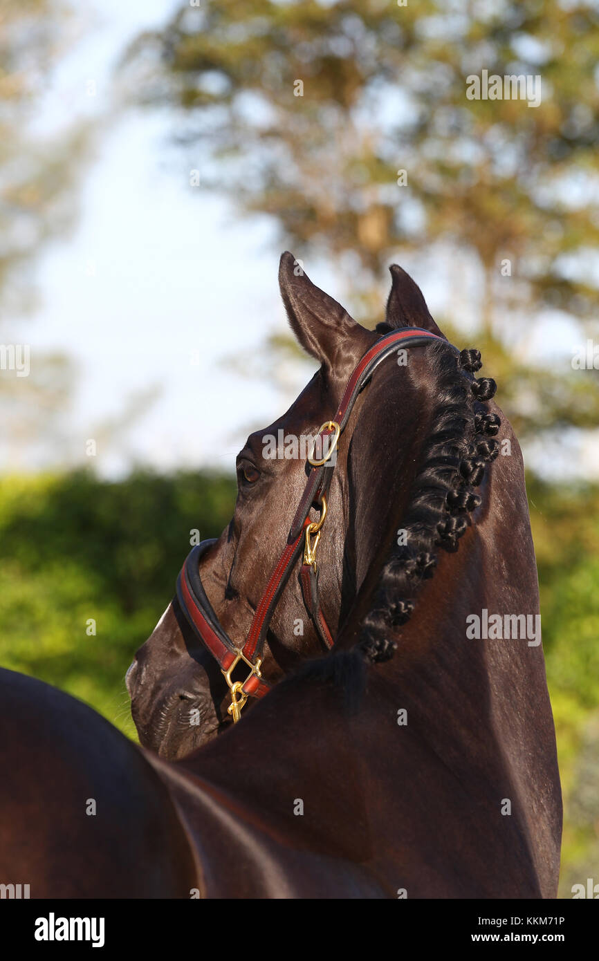 Hanoverian horse portrait hi-res stock photography and images - Alamy
