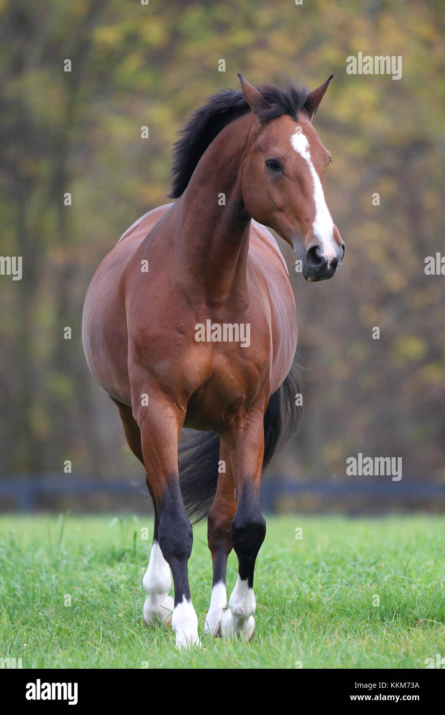 Hanoverian horse portrait hi-res stock photography and images - Alamy