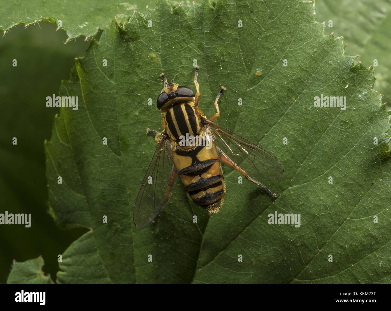 Hoverfly, Helophilus pendulus on leaf Stock Photo - Alamy