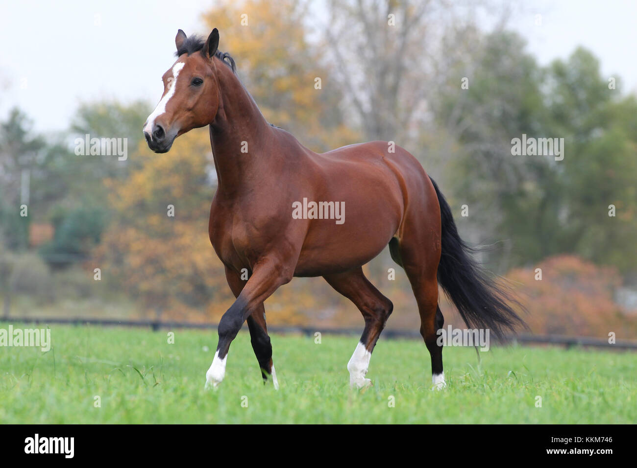 Hanoverian Stock Photo - Alamy