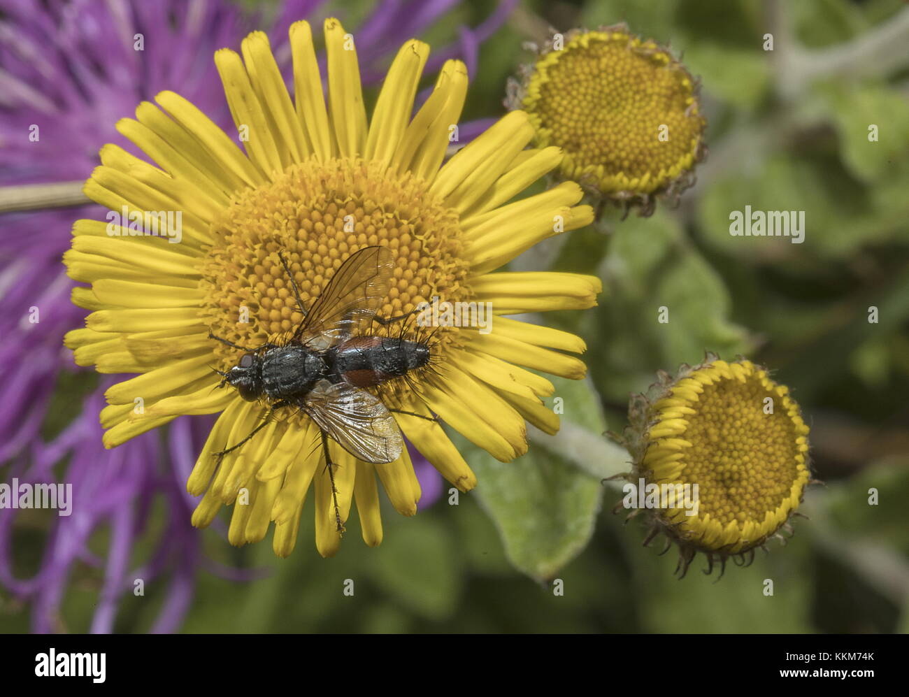 Dipteran fly hi-res stock photography and images - Alamy