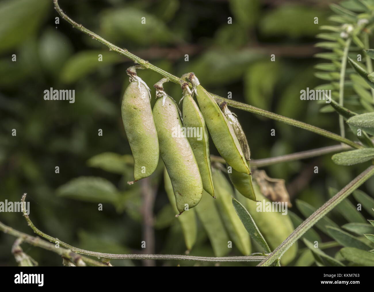 Fruits of Tufted Vetch, Vicia cracca Stock Photo - Alamy