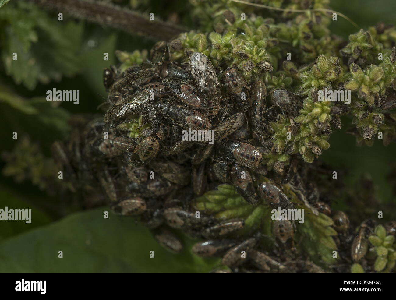 Ground Bugs High Resolution Stock Photography and Images - Alamy