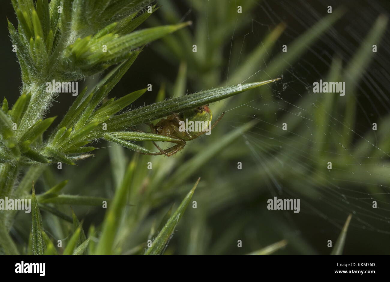 Cucumber green spider, Araniella cucurbitina, on gorse needle. Dorset ...
