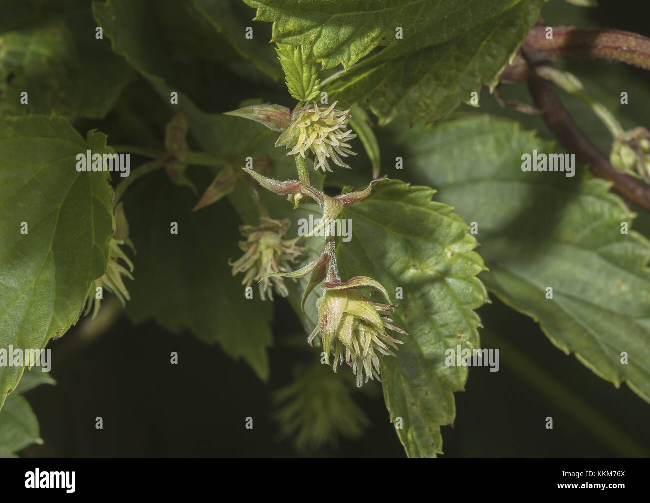 Female hop flowers hi-res stock photography and images - Alamy