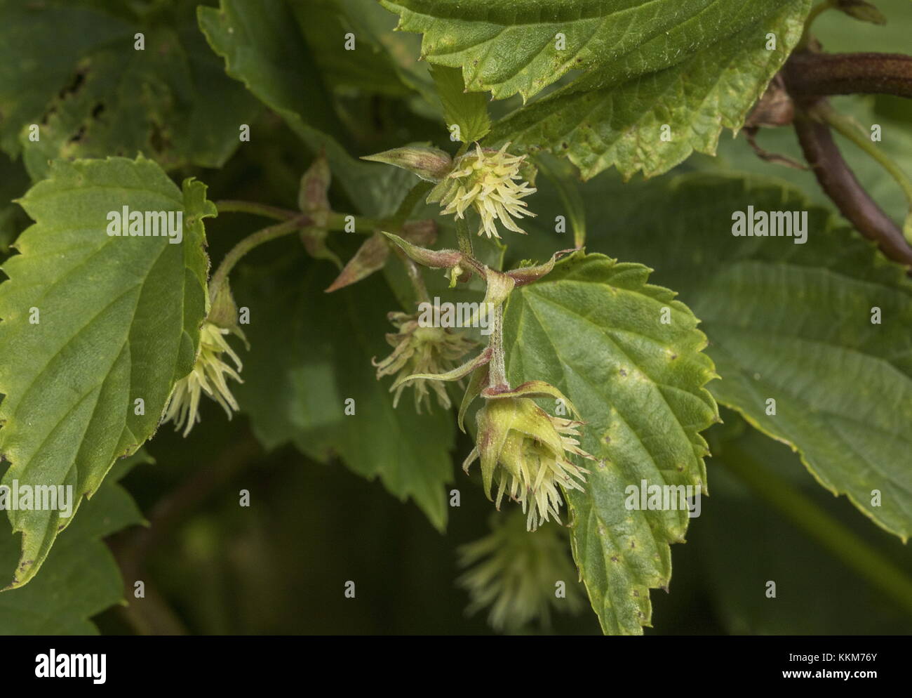 Hop, Humulus lupulus, female flowers with styles Stock Photo - Alamy