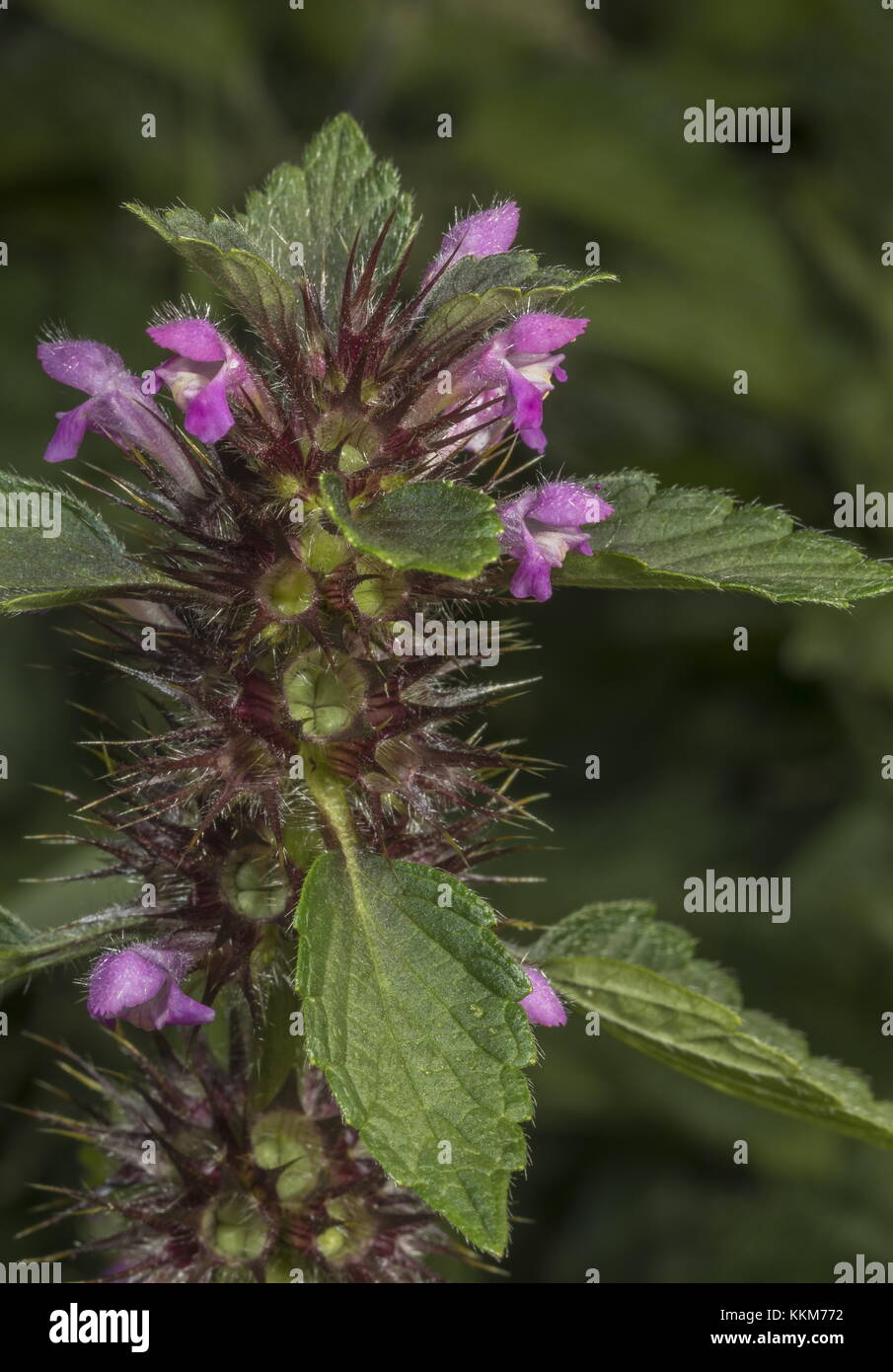 Hempnettle hi-res stock photography and images - Alamy