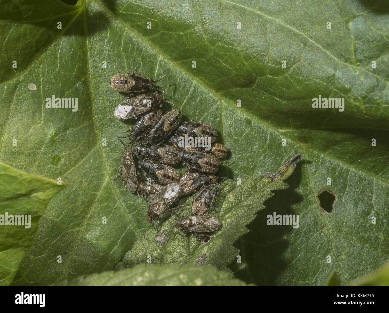 Nymphs and adults of Nettle Ground Bug, Heterogaster urticae, on ...