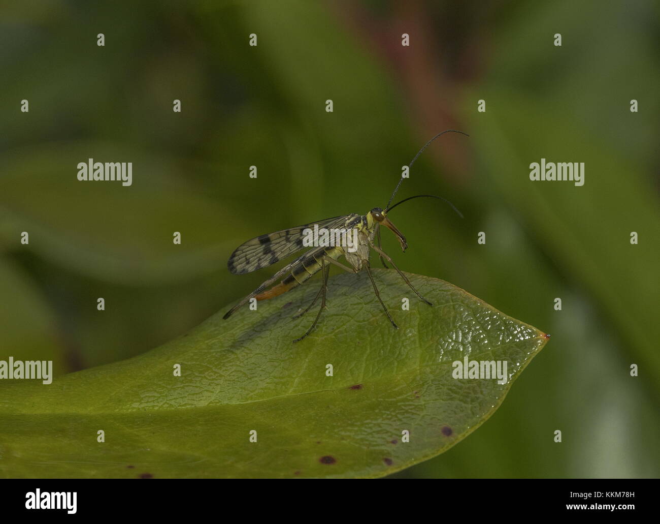 Female Scorpionfly, Panorpa germanica settled on leaf Stock Photo - Alamy