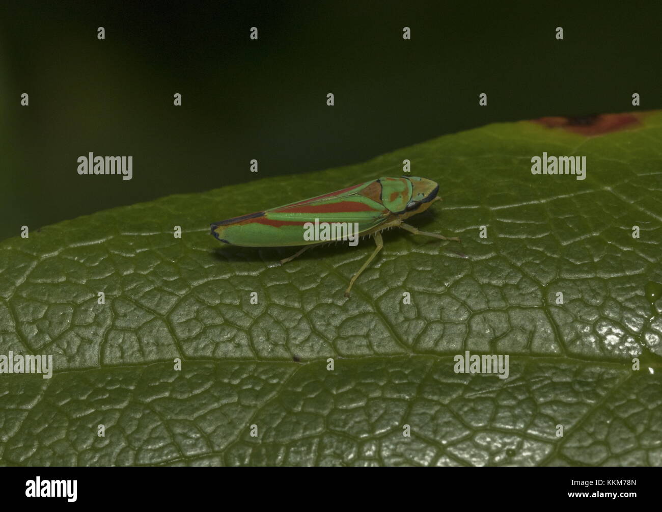 Homoptera hi-res stock photography and images - Alamy