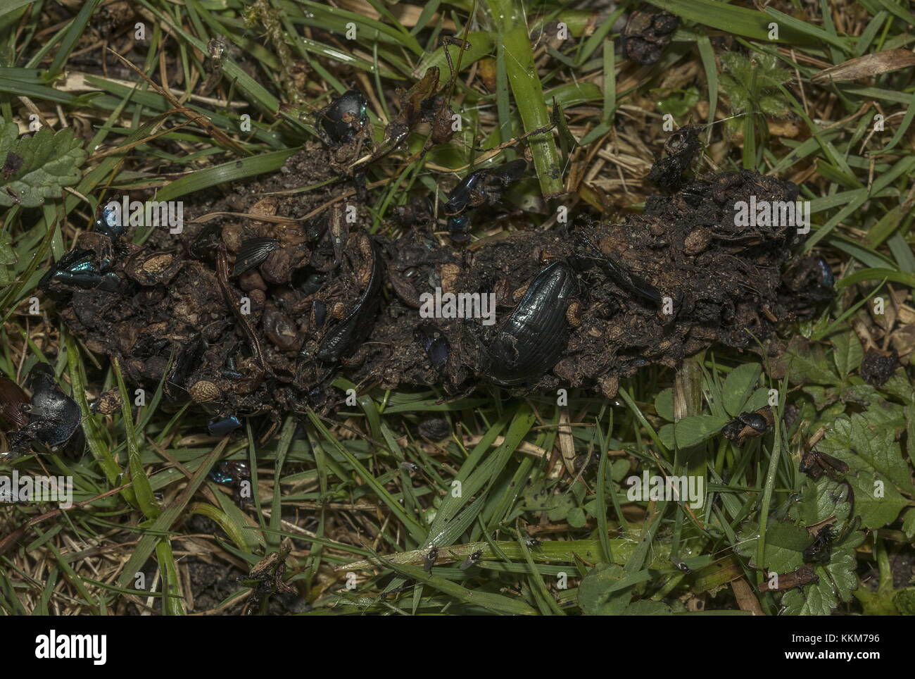 Red Fox dropping, full of beetle wing-cases; on heathland, Dorset Stock ...