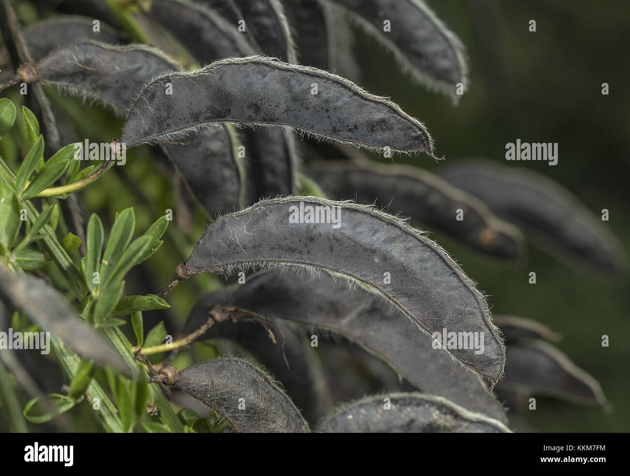 English broom hi-res stock photography and images - Alamy