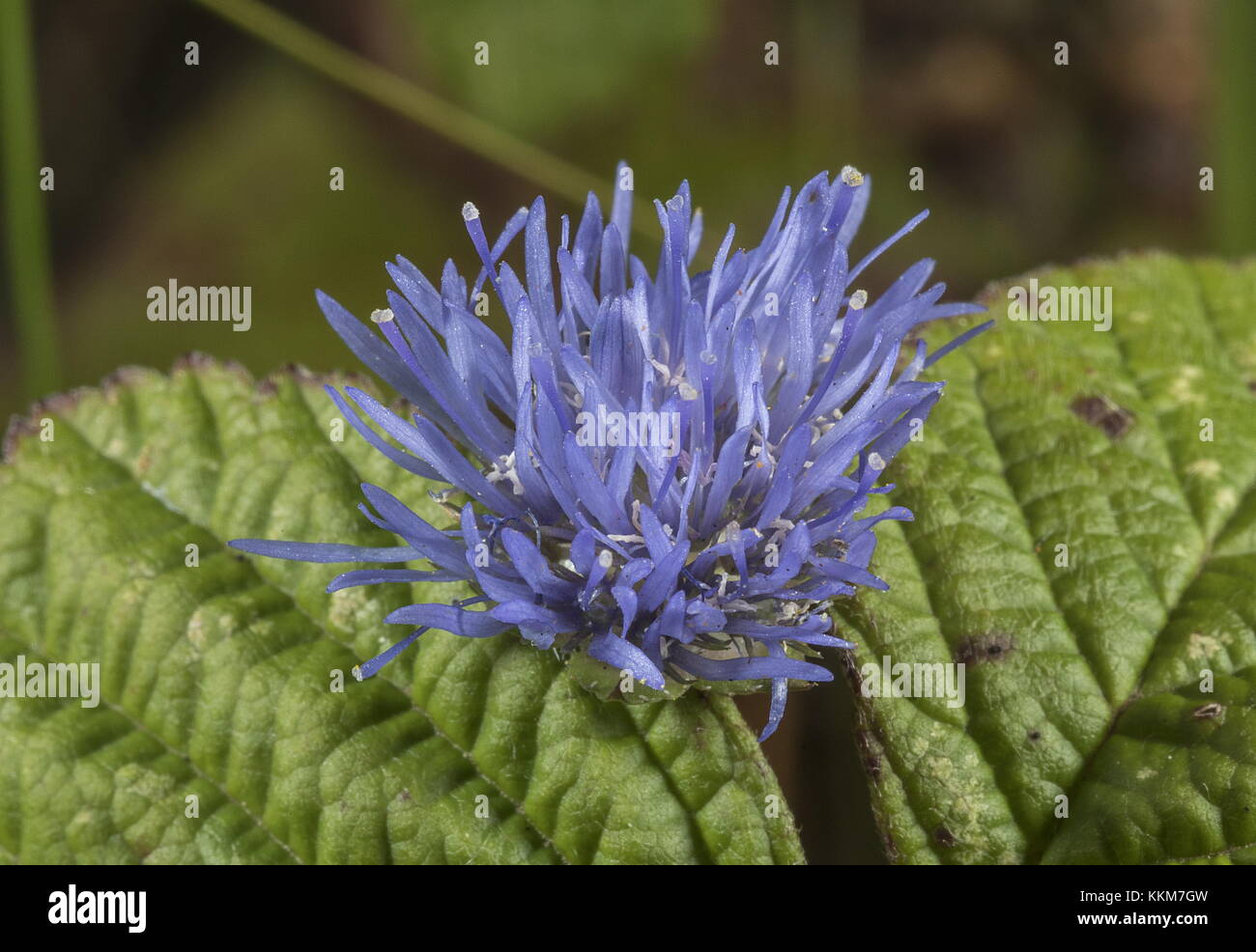 Sheep's bit scabious, Jasione montana, in flower, late summer, Anglesey ...