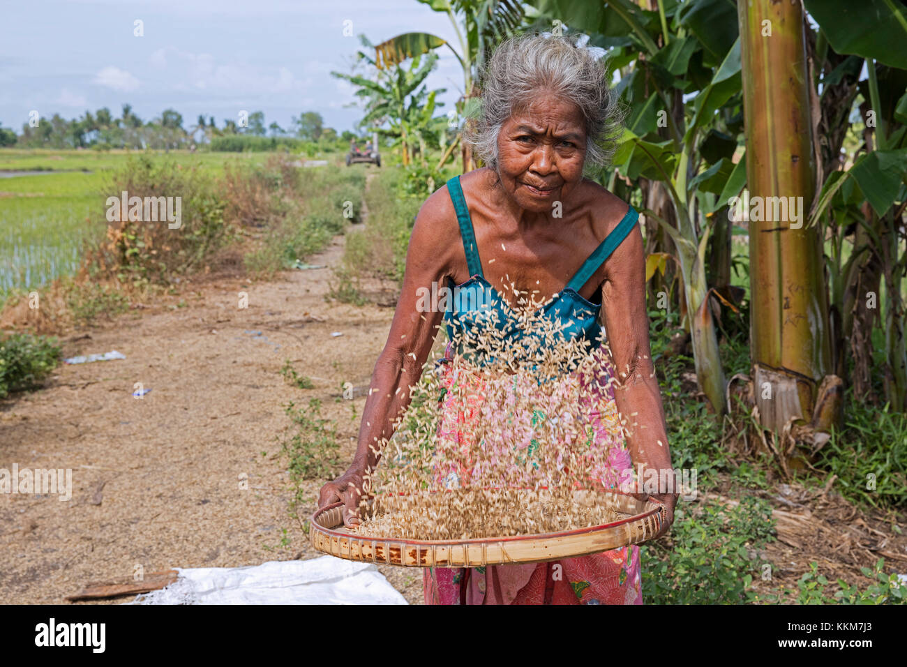 Elderly Indonesian woman sifting / winnowing rice seeds after ...
