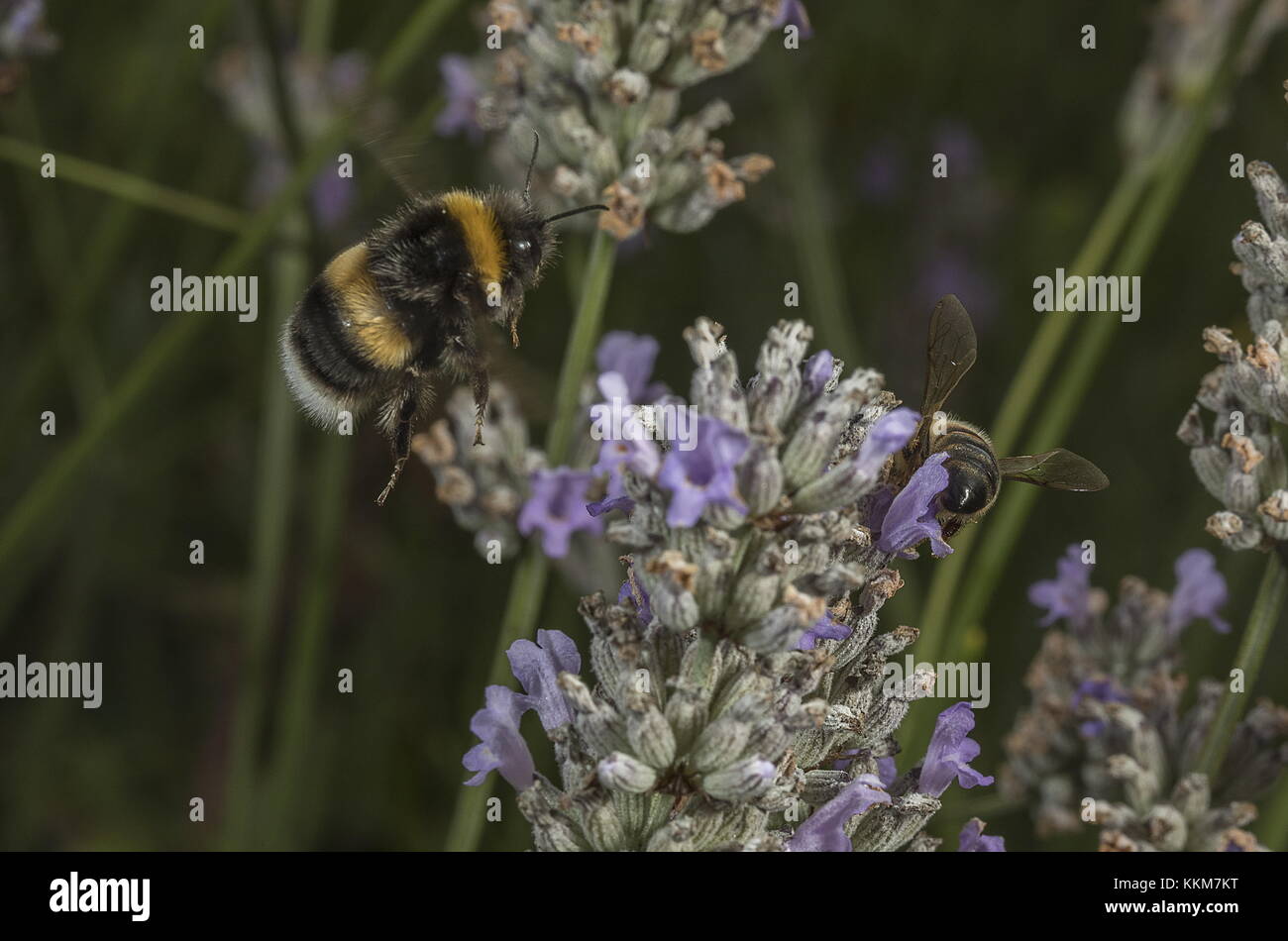 A White-tailed bumblebee, Bombus lucorum worker in flight, arriving at ...