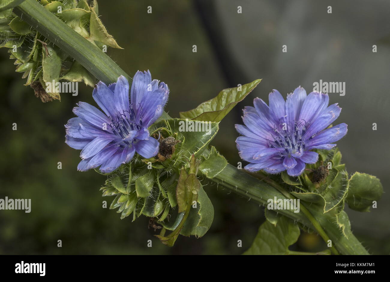Wild Chicory, Cichorium intybus, in flower, on roadside Stock Photo - Alamy
