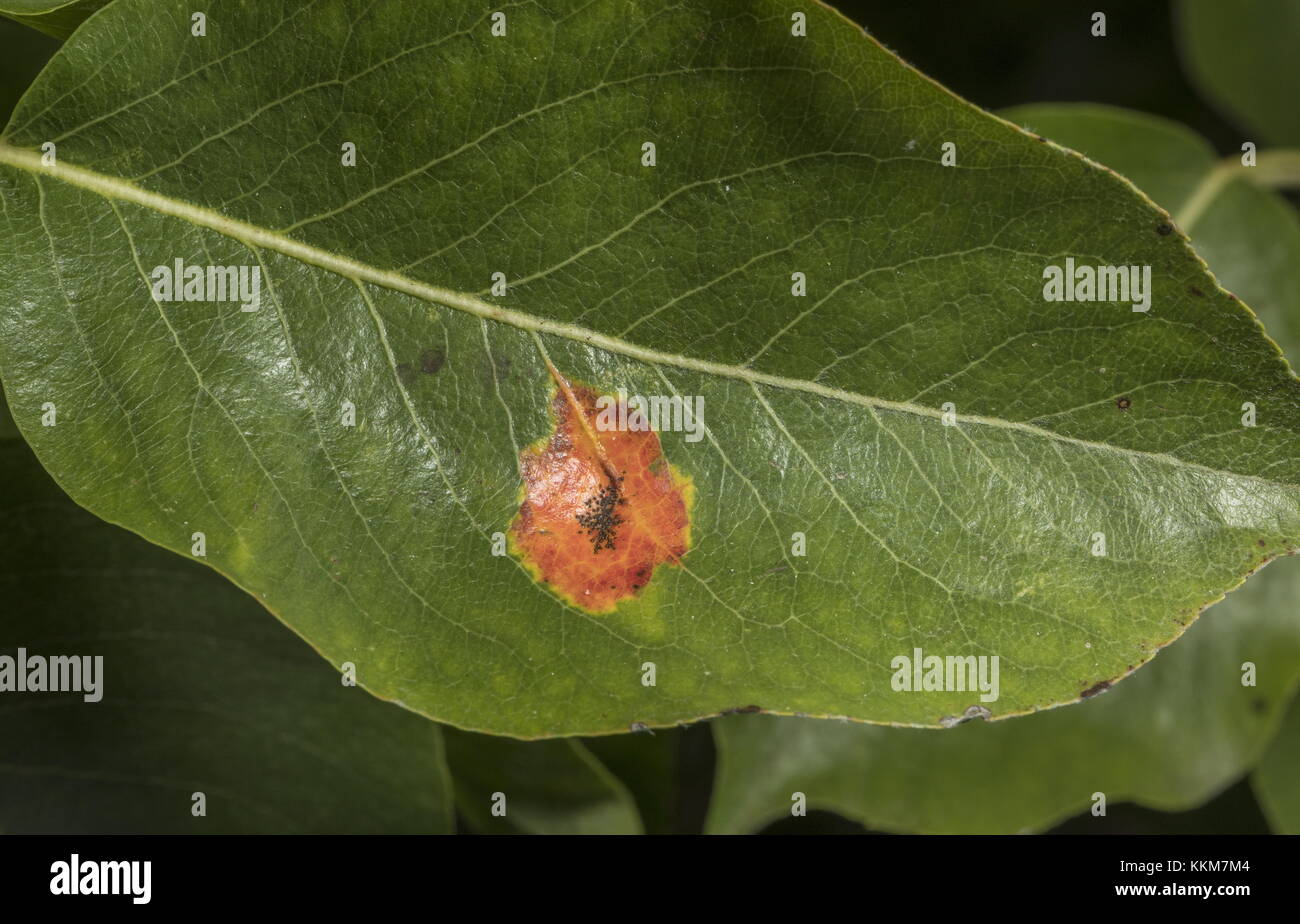 European pear rust, Gymnosporangium sabinae, on the leaves of ...