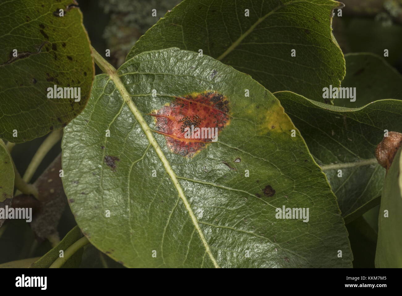 European pear rust, Gymnosporangium sabinae, on the leaves of ...