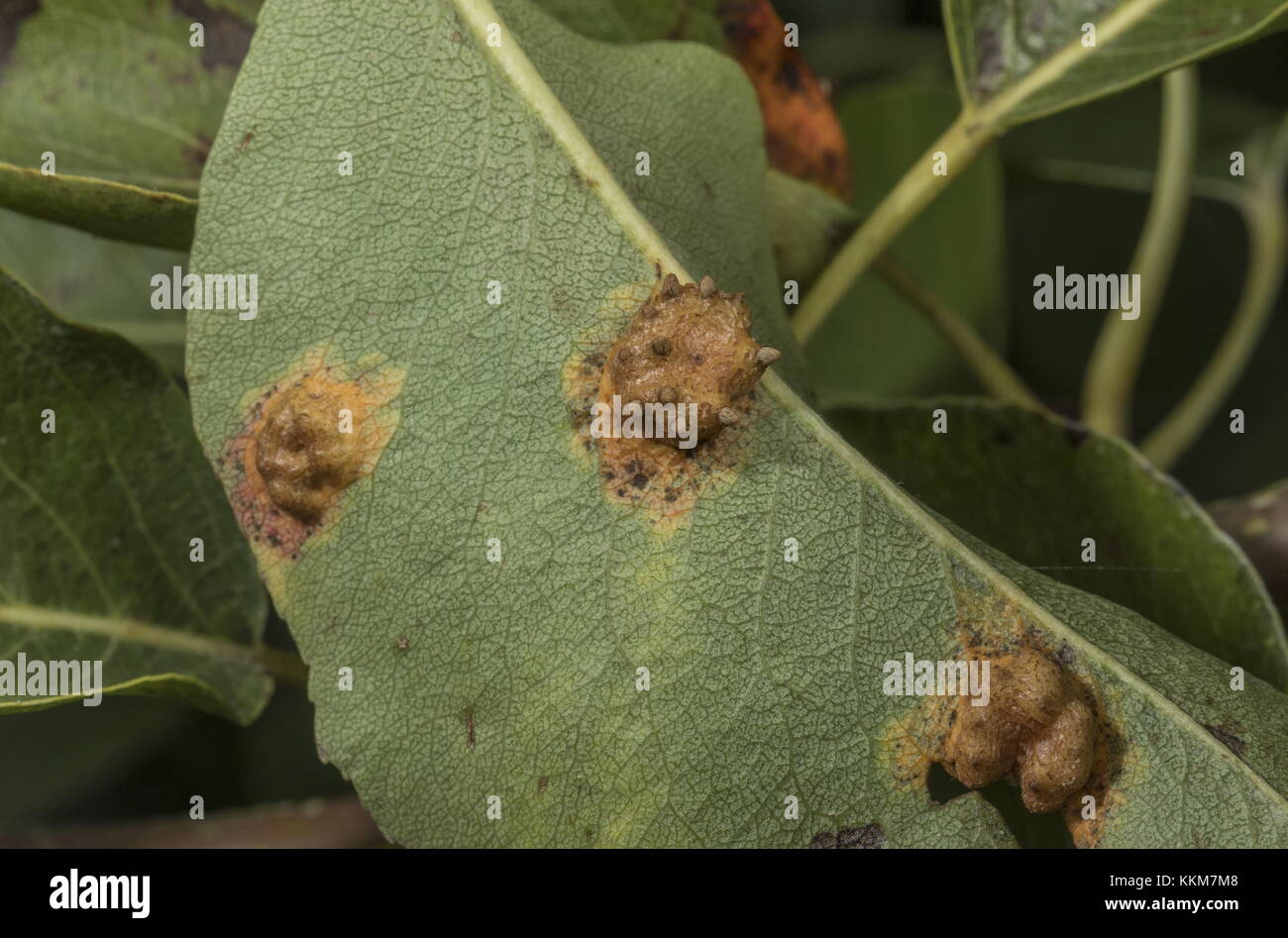 European pear rust, Gymnosporangium sabinae, galls on the underside of ...