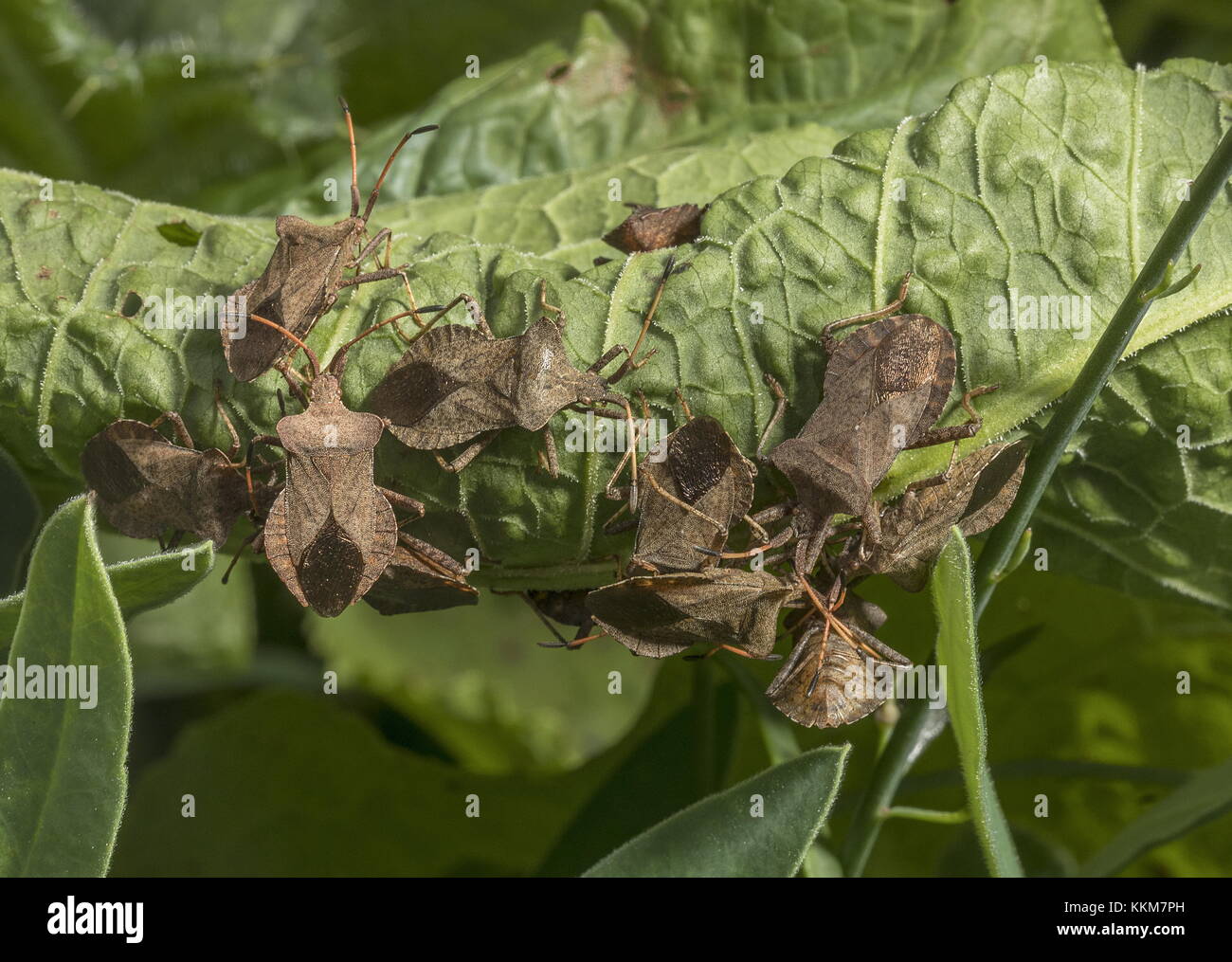 Dock Bug, Coreus marginatus sunning on dock leaves, Norfolk Stock Photo ...