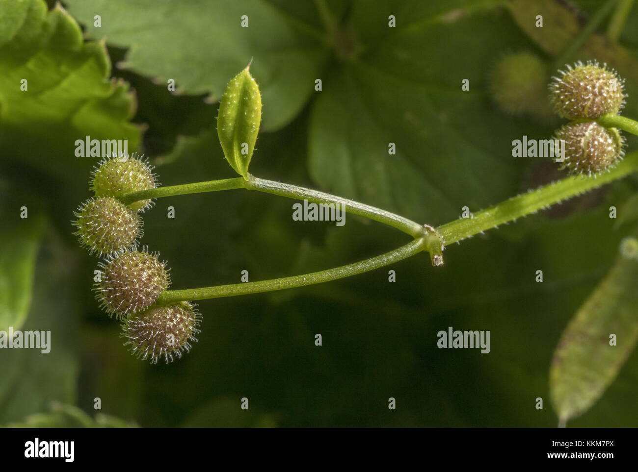The sticky fruits of Cleavers or goosegrass, Galium aparine Stock Photo ...