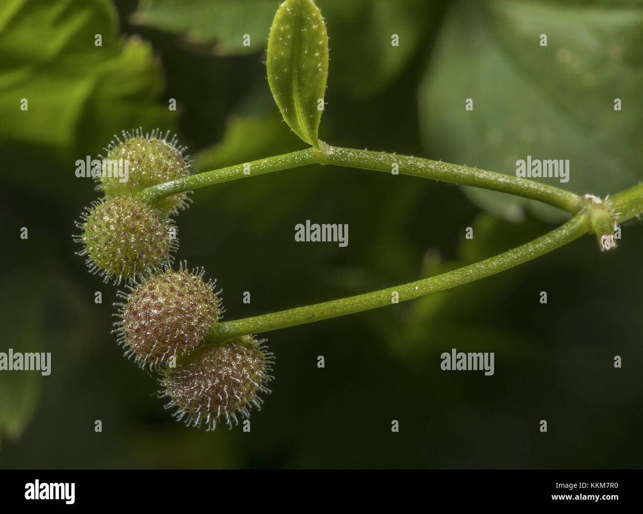 The sticky fruits of Cleavers or goosegrass, Galium aparine Stock Photo ...