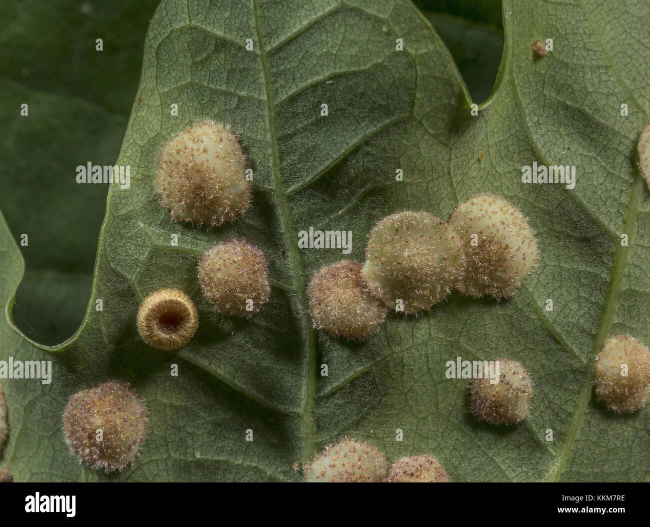 Spangle Gall, Neuroterus quercusbaccarum, caused by a Cynipid wasp, on ...