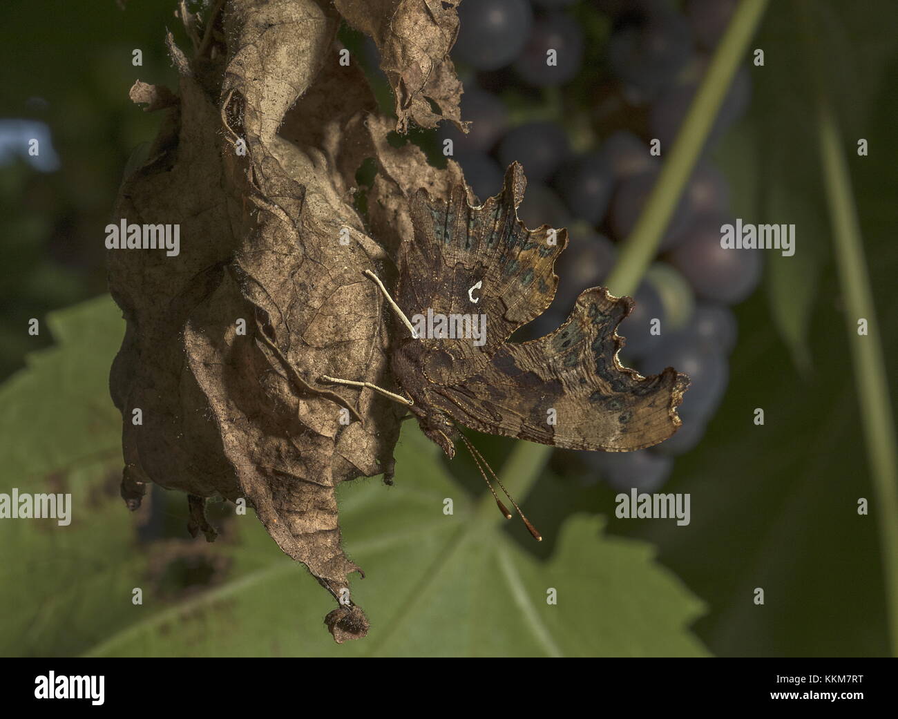 Cryptic insects hi-res stock photography and images - Alamy