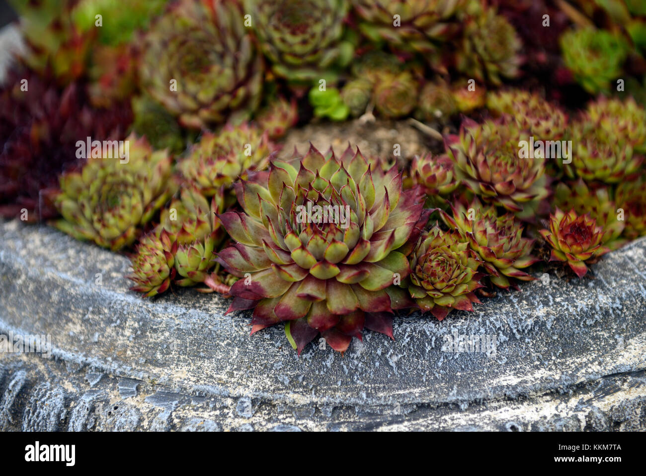 Echeveria, succulent,succulents,flower, flowering,spike,spikes,pot ...