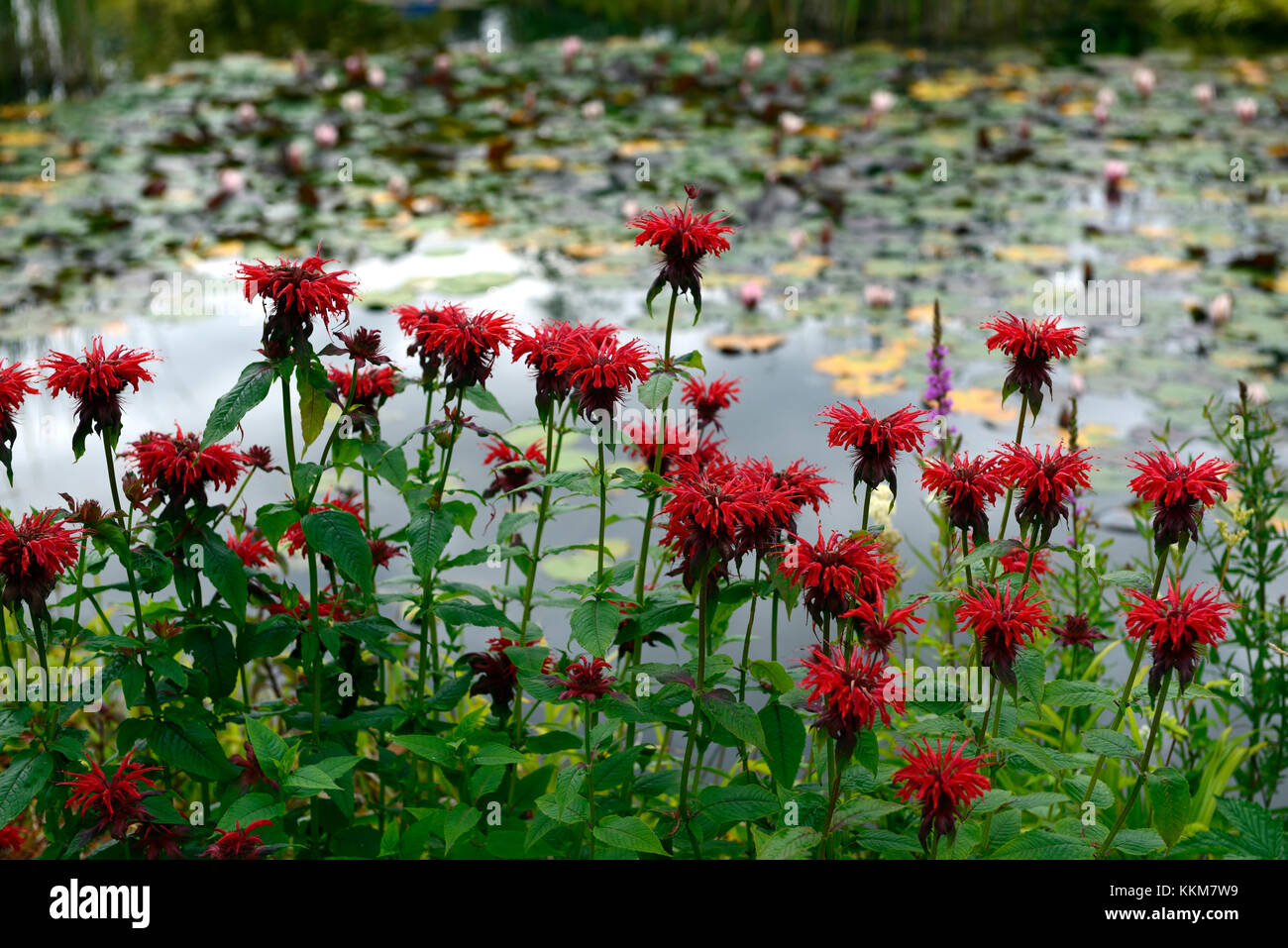 Monarda Fireball,red Bergamot,bee balm, red, flower,flowers,flowering ...