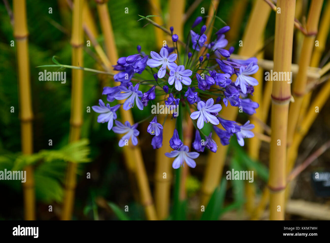 phyllostachys vivax aureocaulis, golden yellow Chinese timber bamboo ...