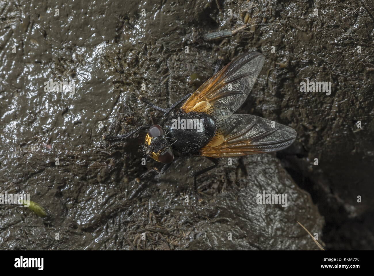 Noon Fly, Mesembrina meridiana, female laying eggs on cow-pat Stock ...