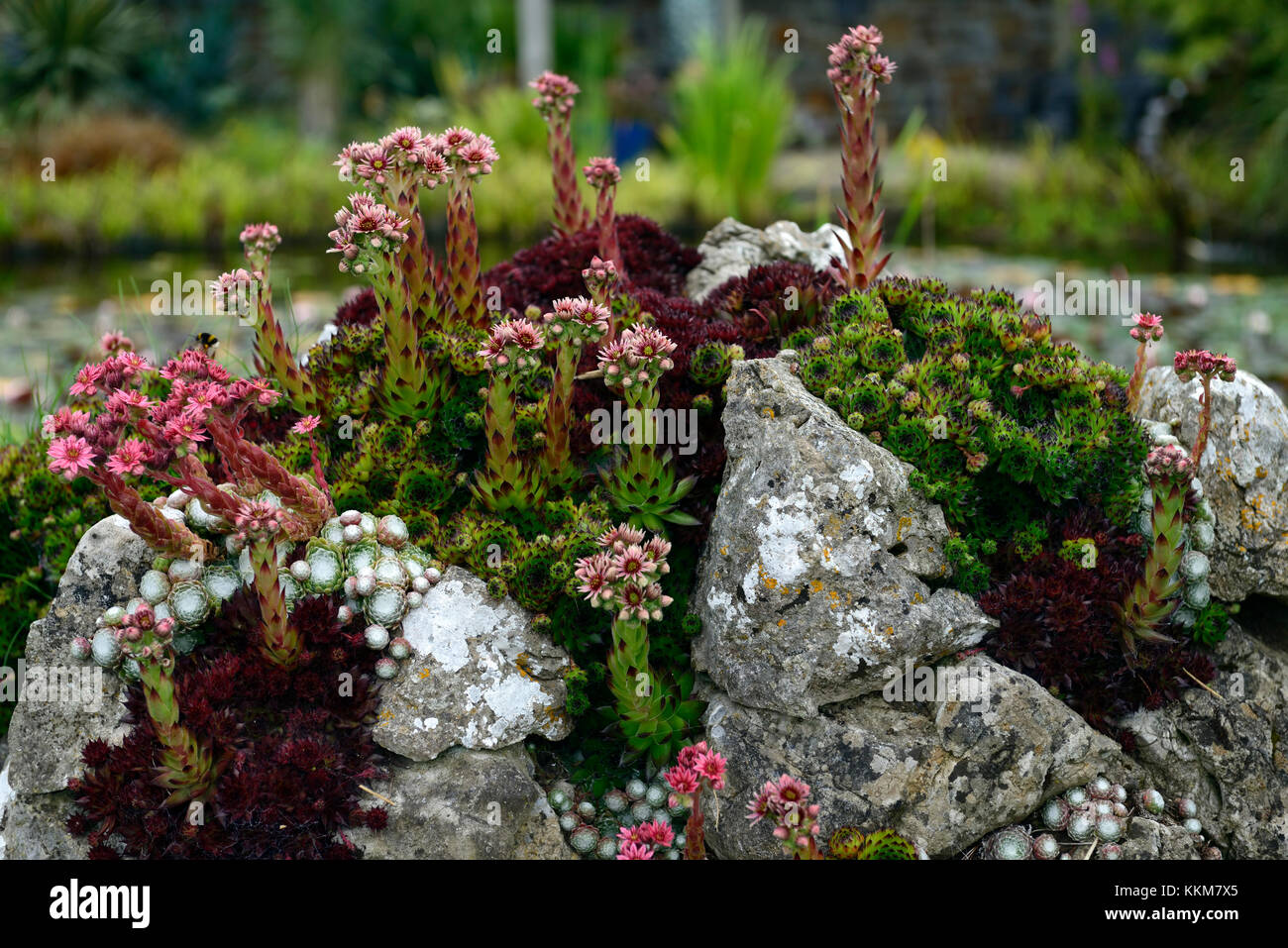 Rock garden with succulents hi-res stock photography and images - Alamy