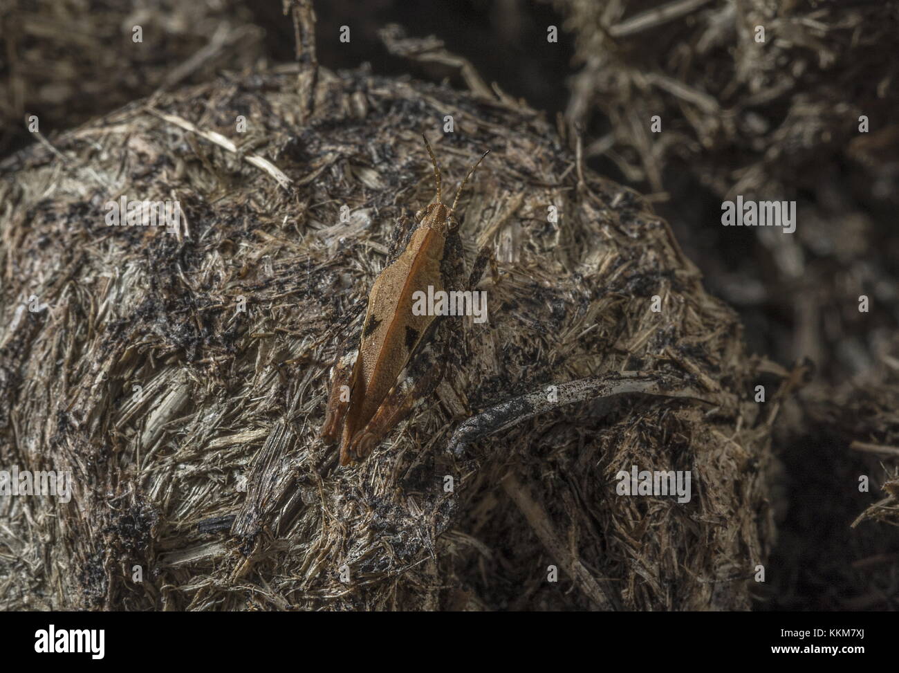 Groundhopper hi-res stock photography and images - Alamy