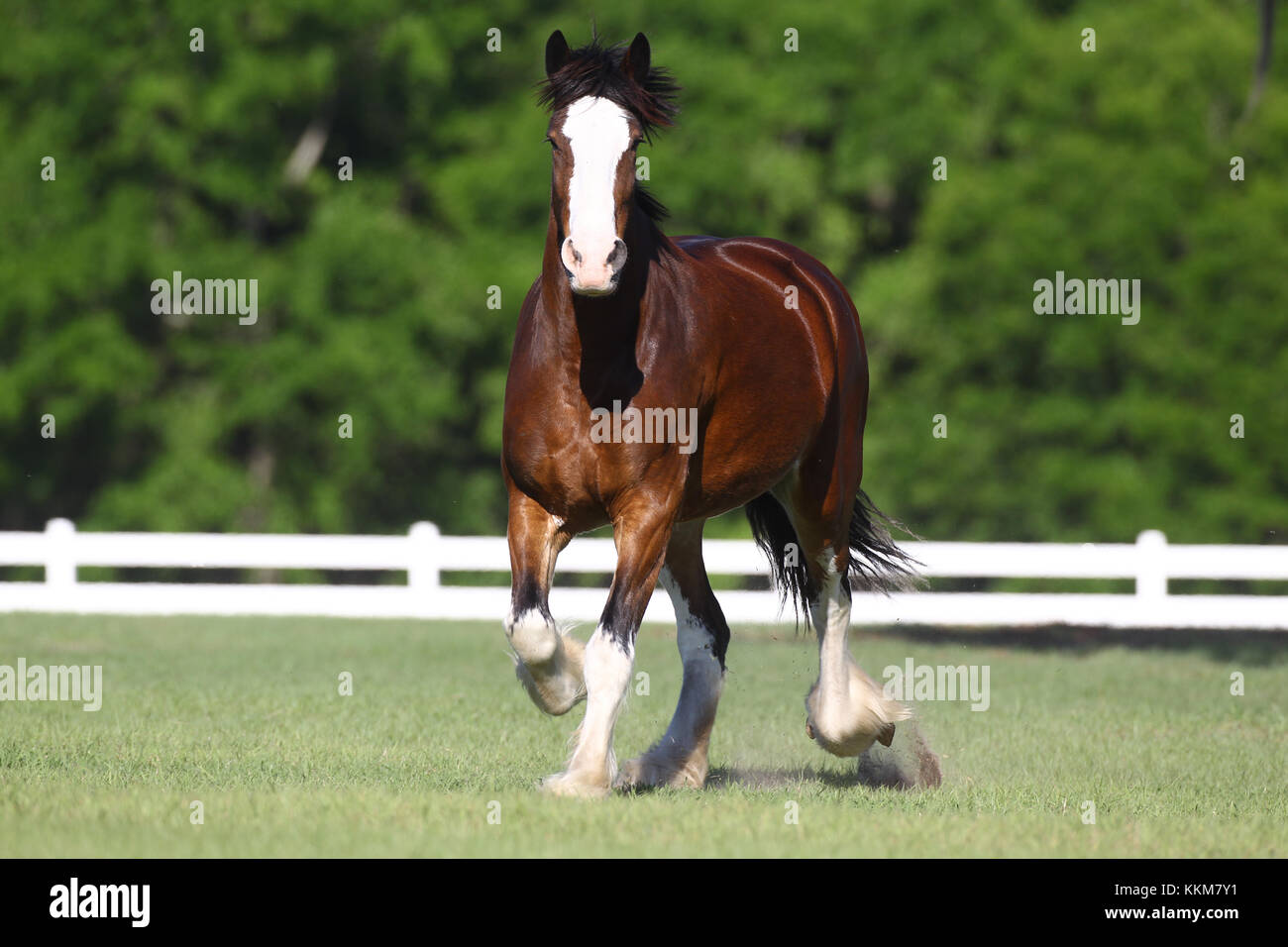Bay shire horse hi-res stock photography and images - Alamy