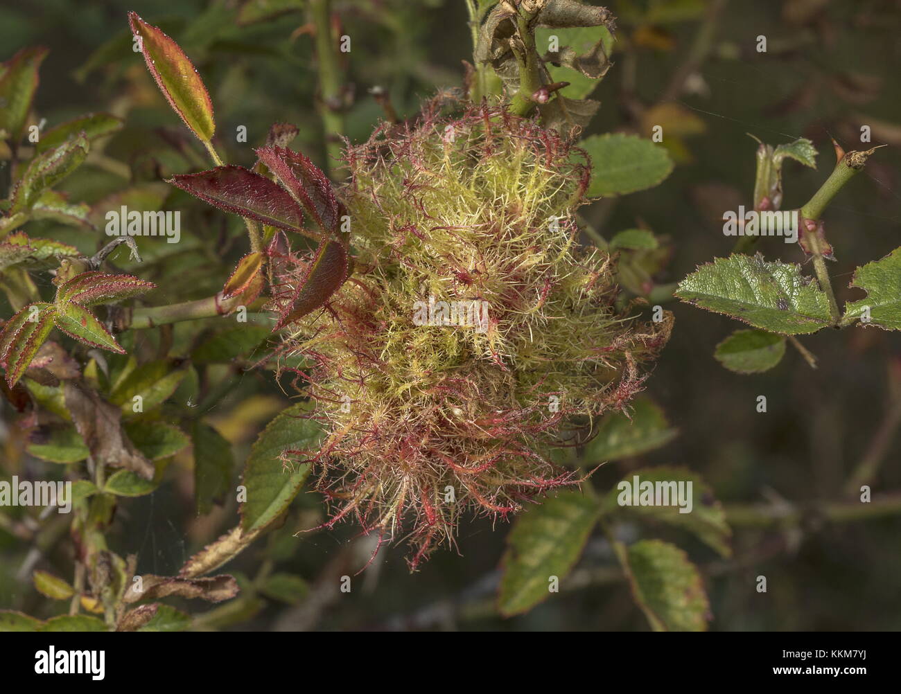 Rose bedeguar galls hi-res stock photography and images - Alamy