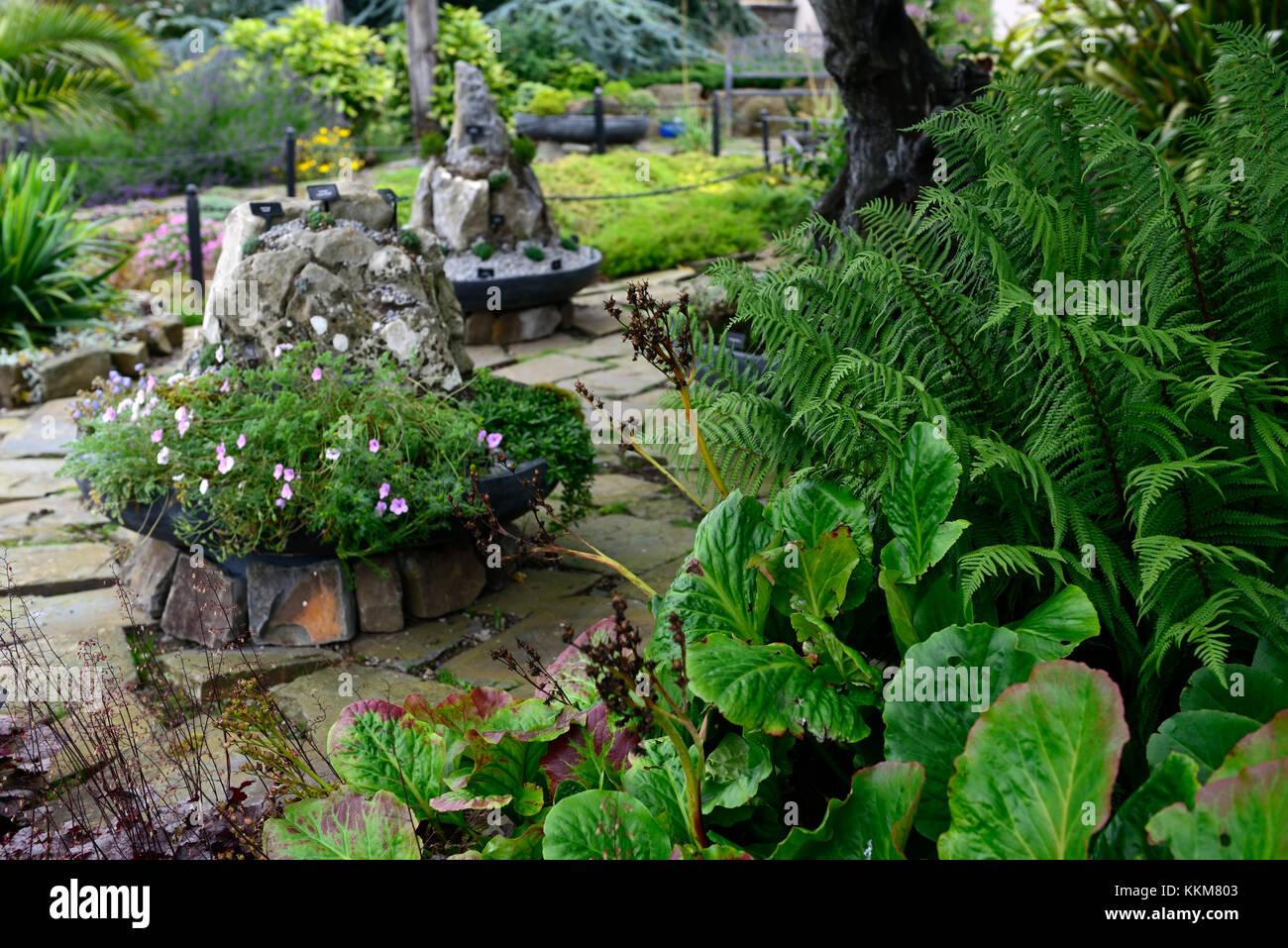 alpine,alpines,trough,troughs,display,container,gardening,garden ...