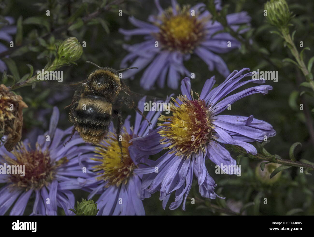 Early Bumblebee, Bombus pratorum - queen in autumn, visiting Michaelmas ...