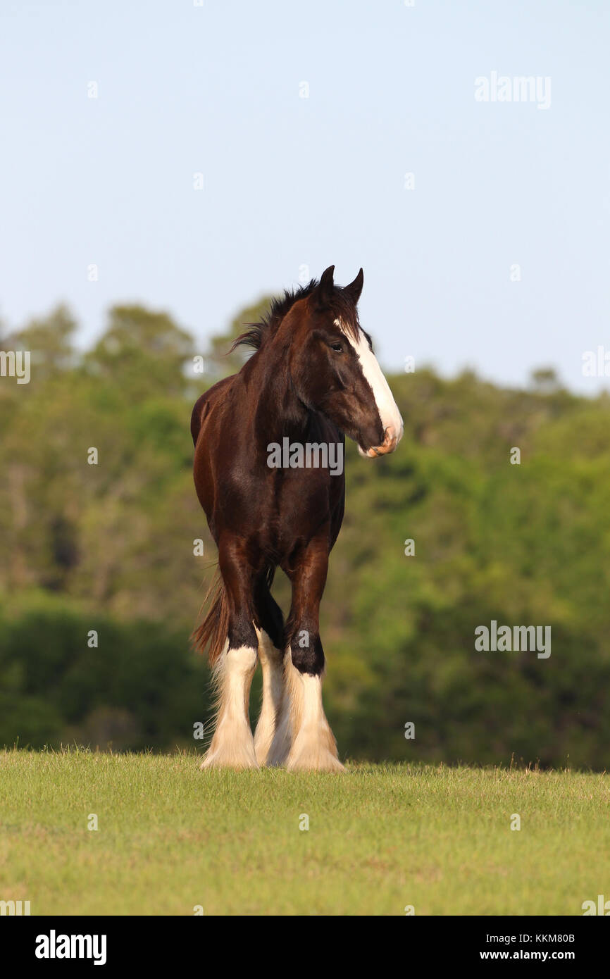 Bay shire horse hi-res stock photography and images - Alamy