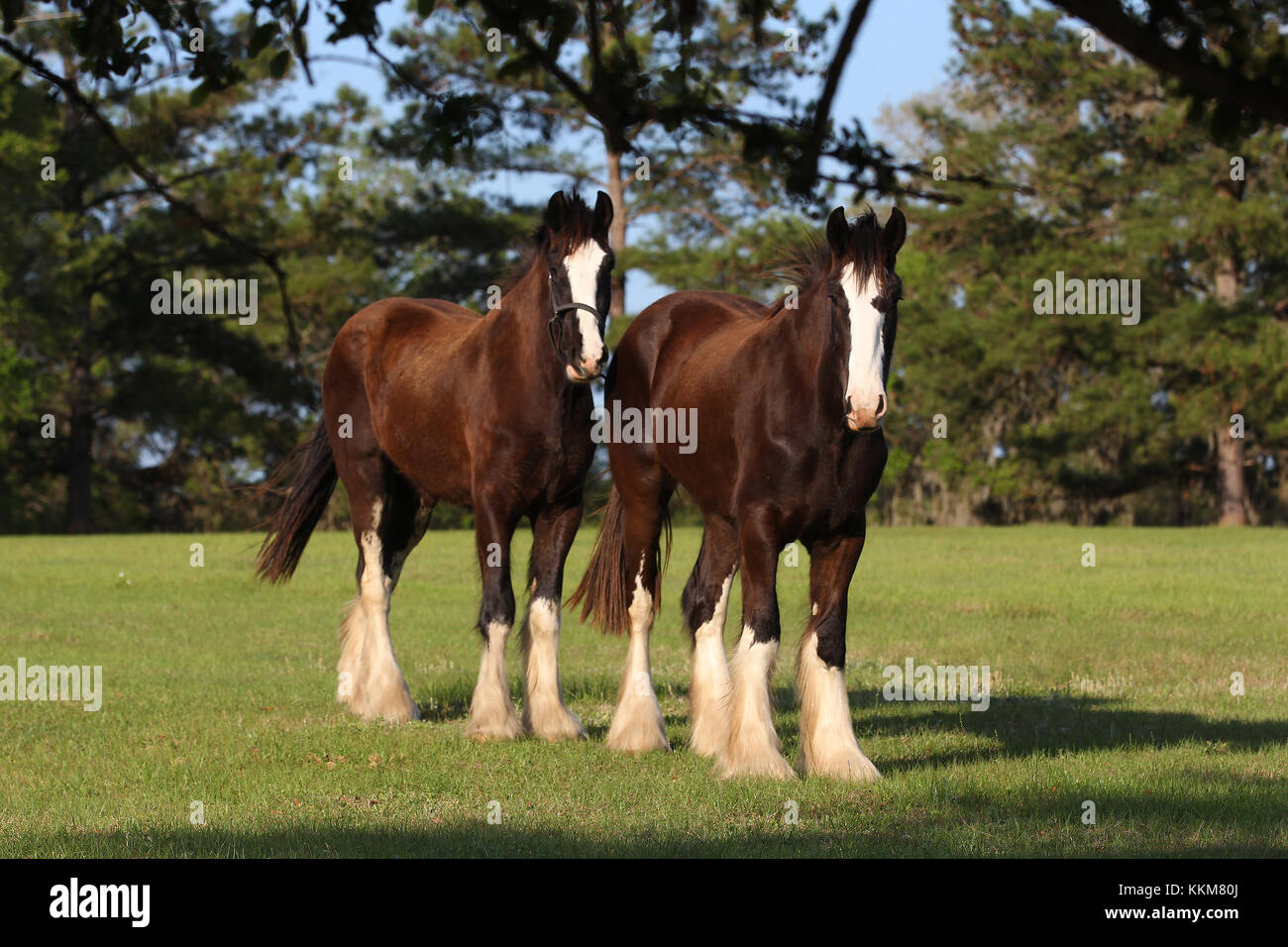 Bay shire horse hi-res stock photography and images - Alamy