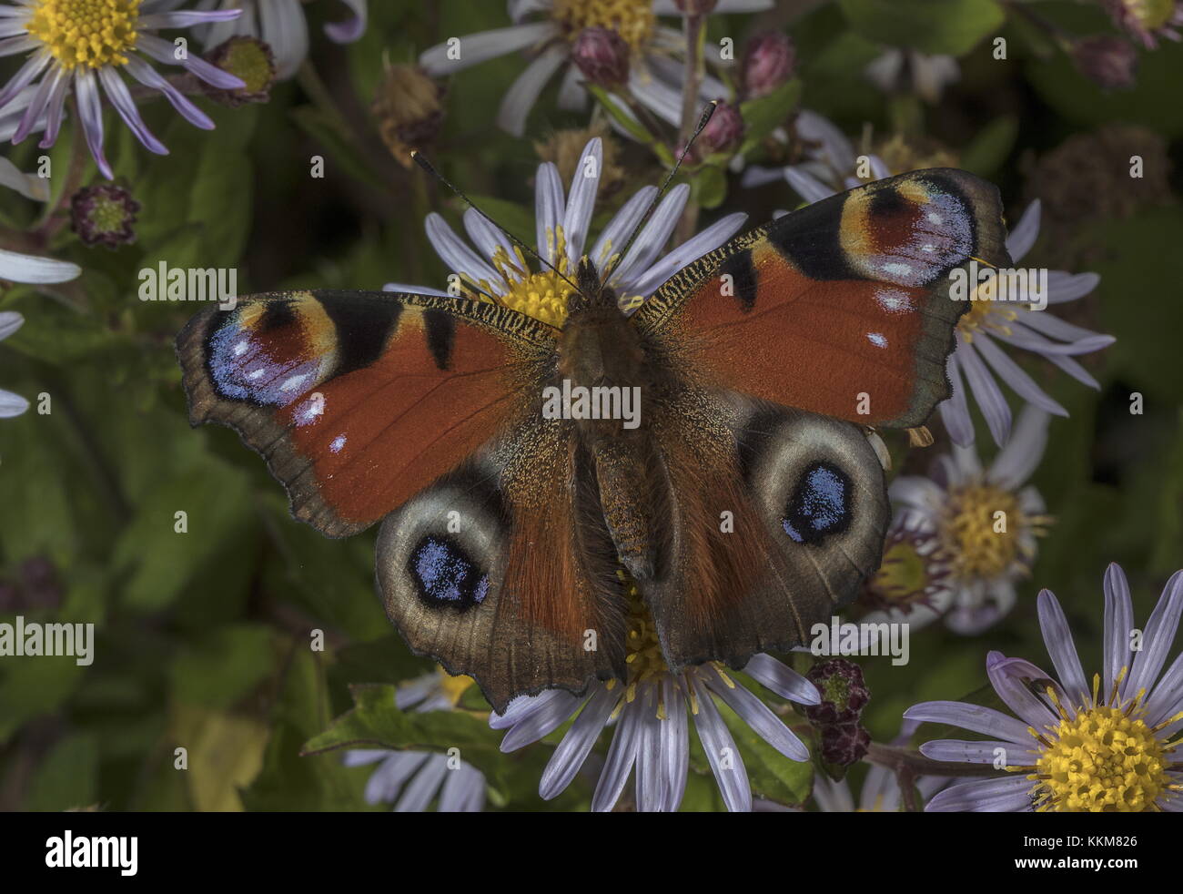 Io butterfly hi-res stock photography and images - Alamy