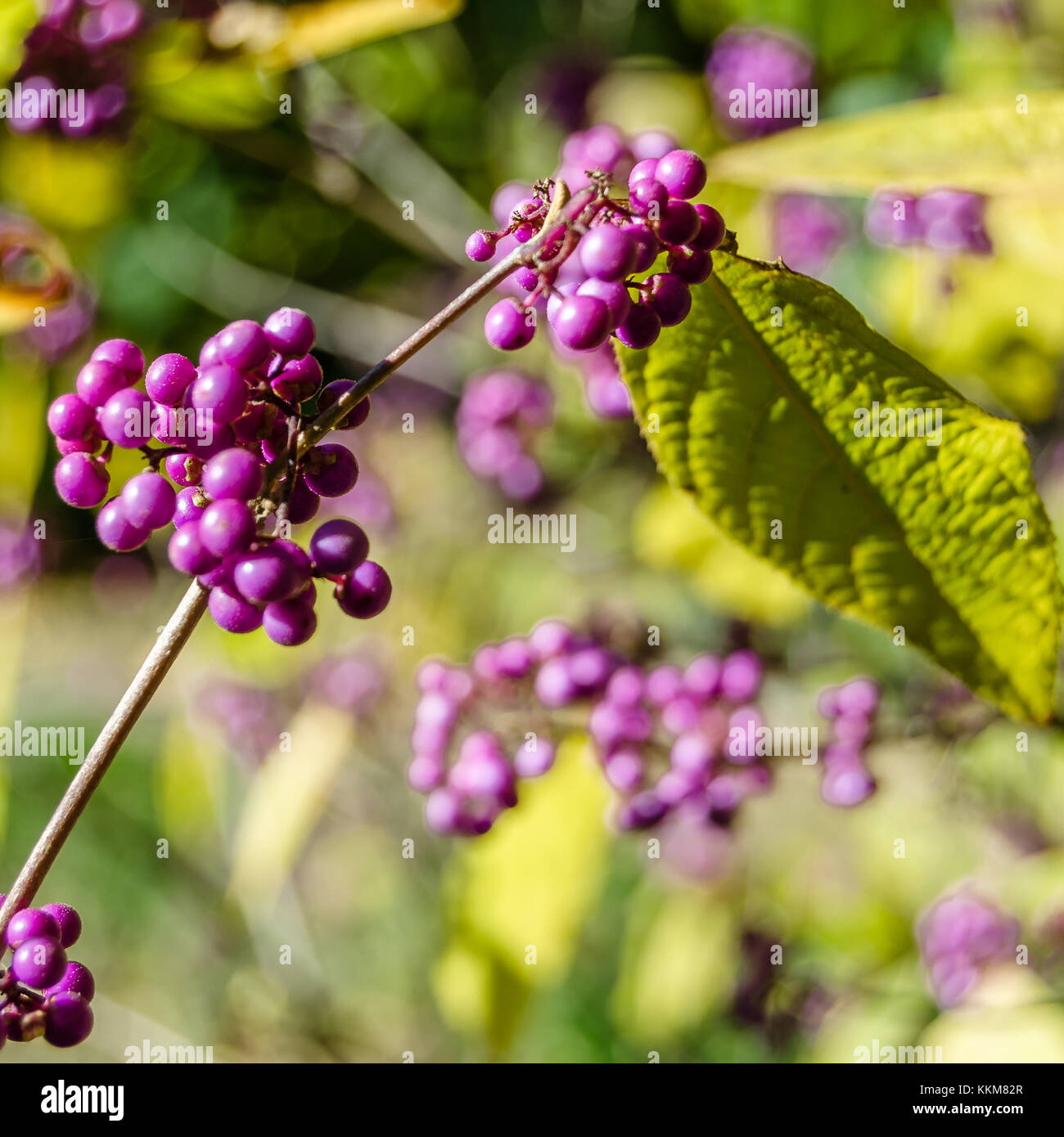 Beautyberry bush hi-res stock photography and images - Alamy