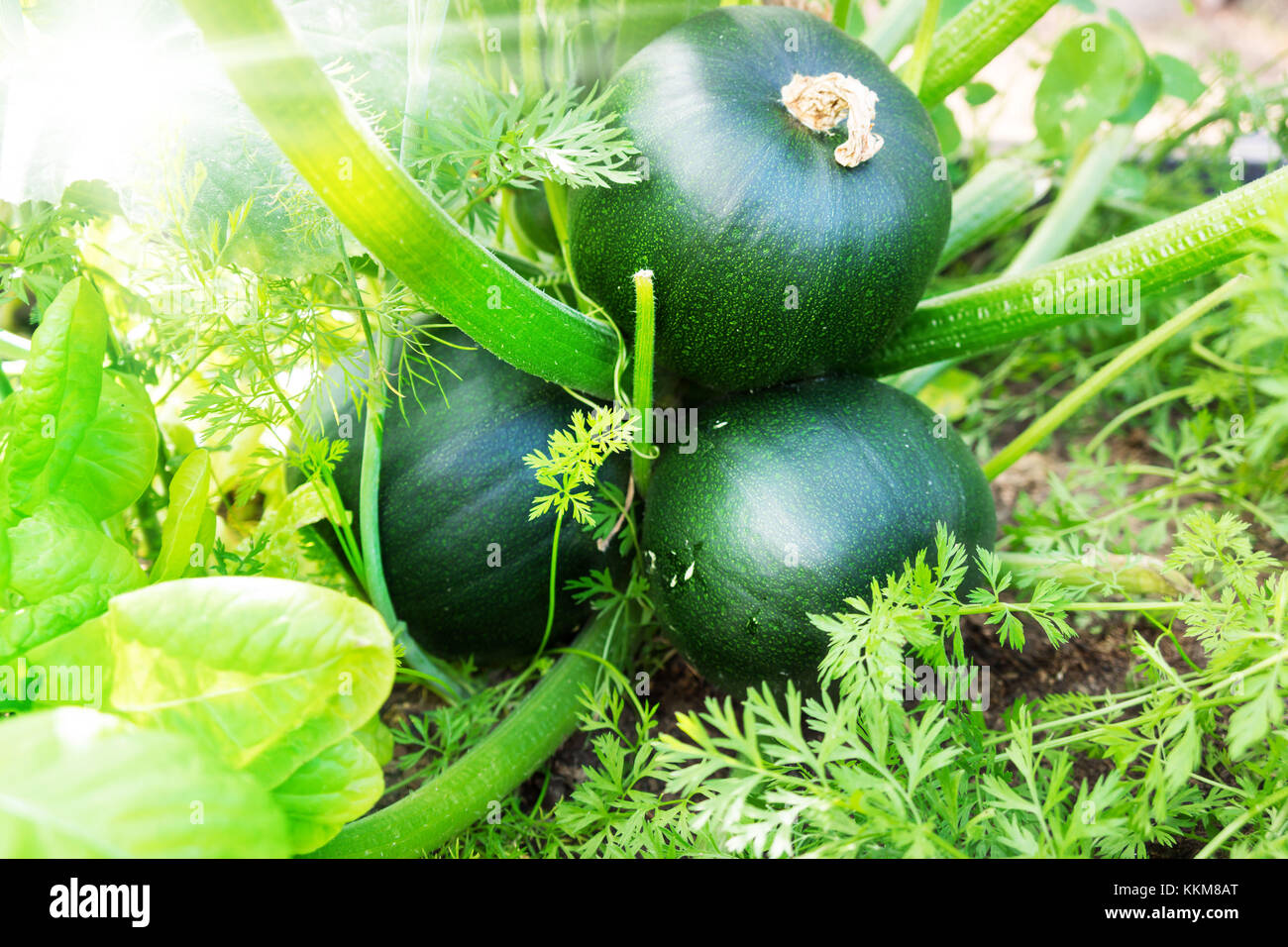 Courgette growing High Resolution Stock Photography and Images - Alamy