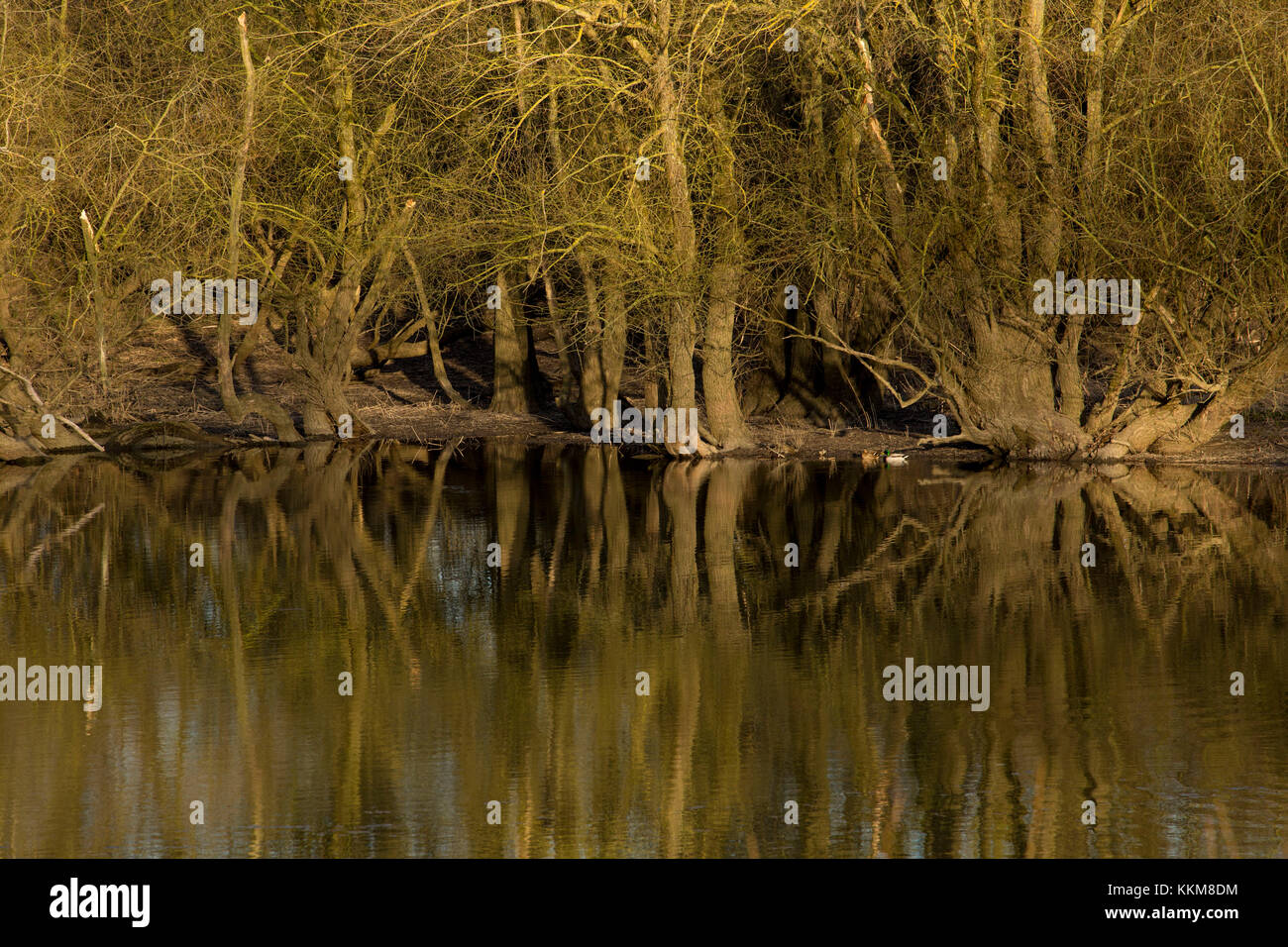 Forest at the Danube near Regensburg, Bavarian Forest, Bavaria, Germany ...