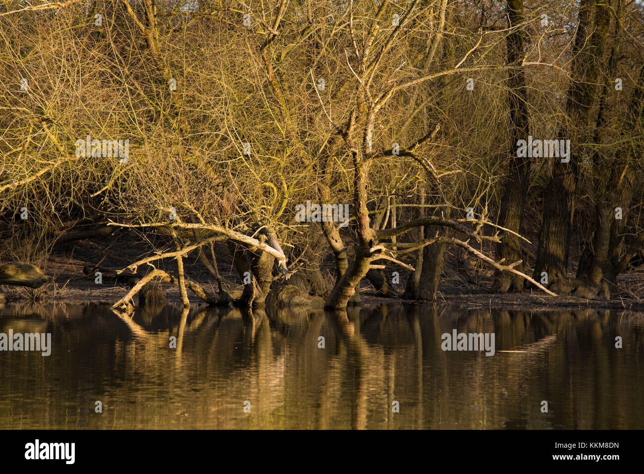 Forest at the Danube near Regensburg, Bavarian Forest, Bavaria, Germany ...