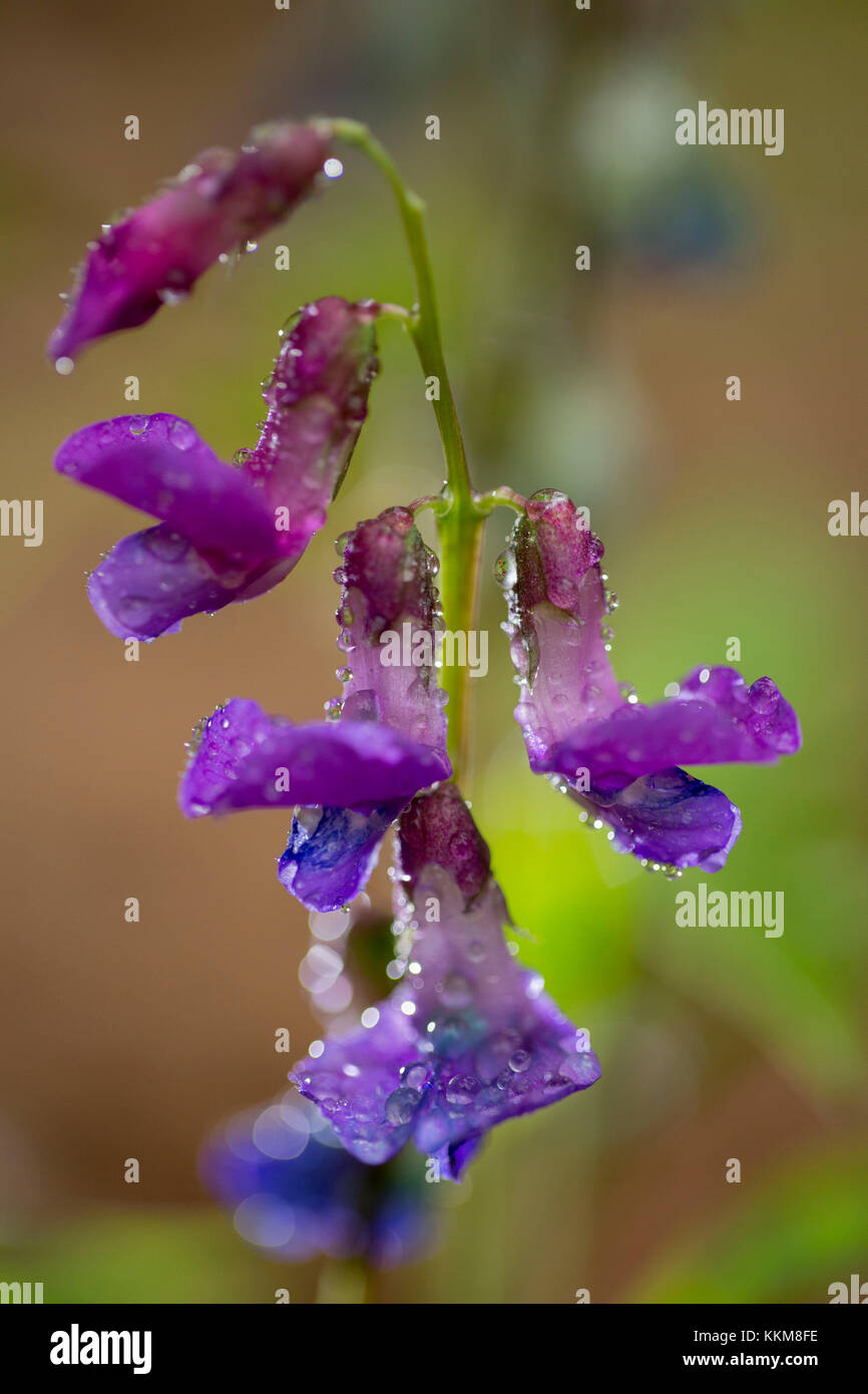 Peavine hi-res stock photography and images - Alamy