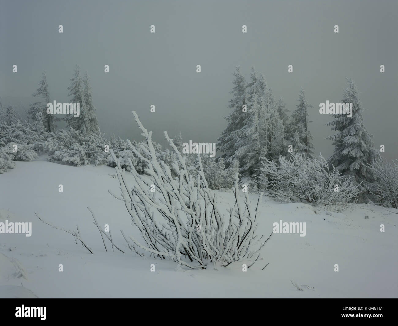 Winter forest at Großer Arber, Bavarian Forest, Bavaria, Germany Stock ...
