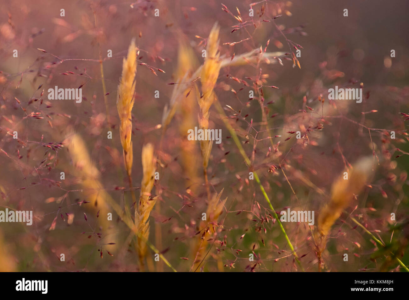 Grasses autumn hi-res stock photography and images - Alamy
